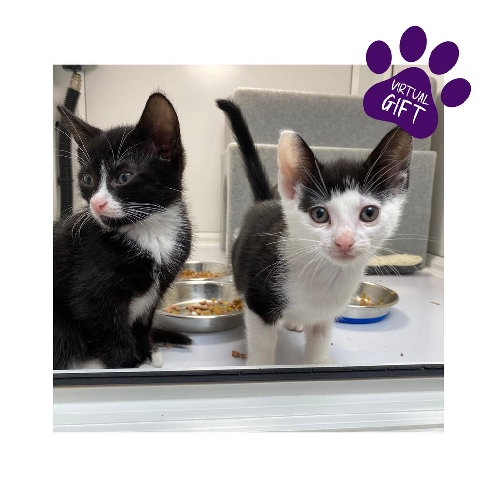 Cat food for a day – Mayhew Shop