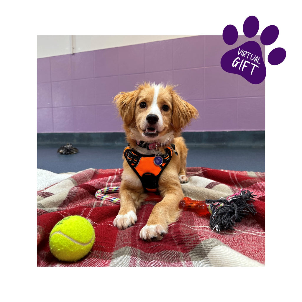 Play pack for a dog – Mayhew Shop