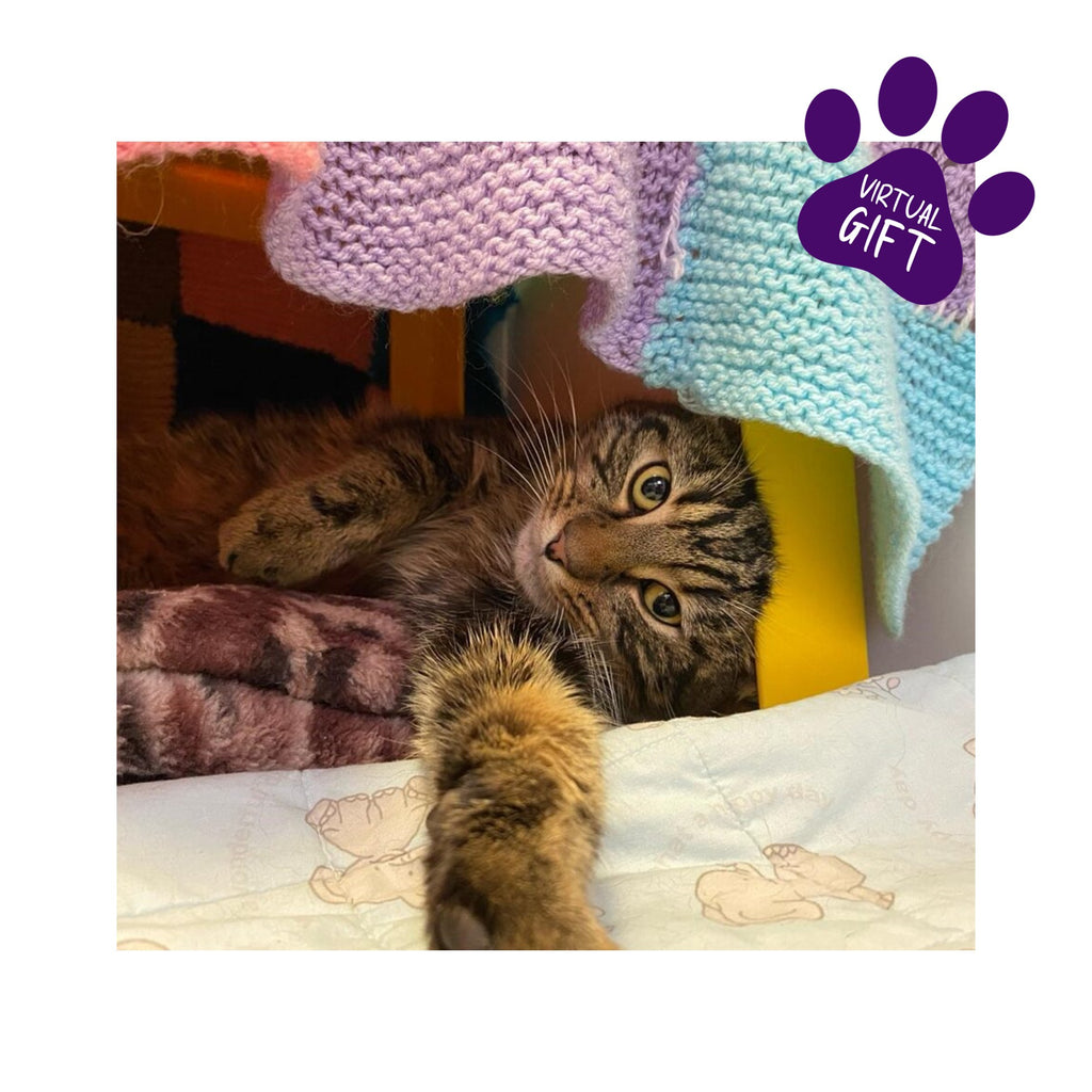 Welcome kit for a cat – Mayhew Shop