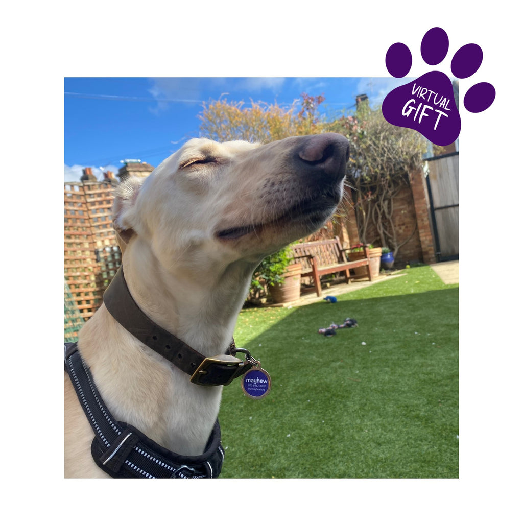 Welcome kit for a dog – Mayhew Shop